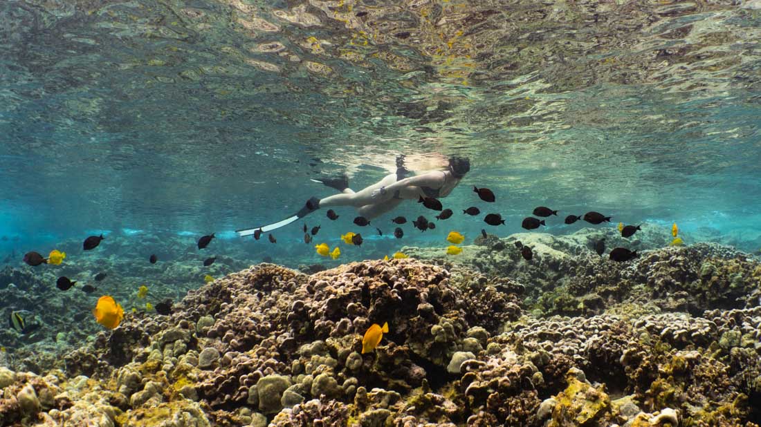 Best Captain Cook Snorkel Tour Options | Kona Snorkel Trips