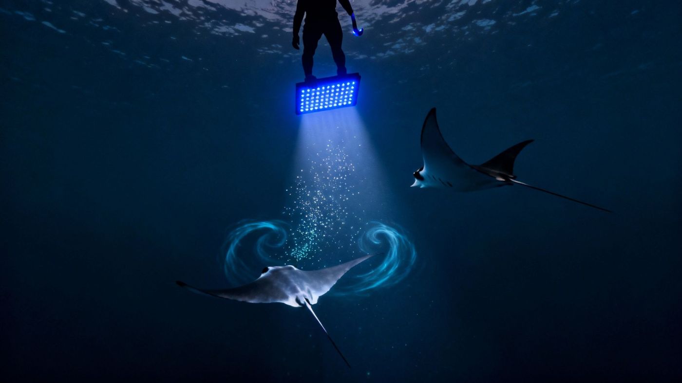 A Guide To The Kona Manta Ray Night Snorkel Experience | Kona Snorkel Trips